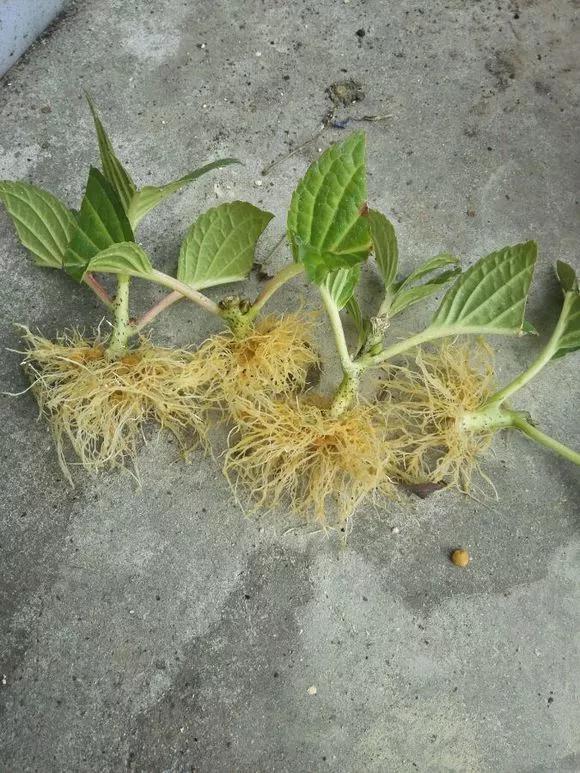 扦插不长根，自制5种生根水，10天长出大白根，呼呼长爆盆