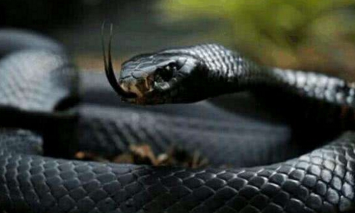 爬行速度达20km每小时，非洲最危险的生物，喜欢在树顶晒太阳