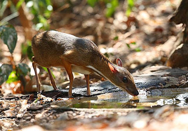鼷鹿，没有人面却长有人眼，还是反刍动物的祖先？|云南|鼷鹿|祖先_新浪新闻