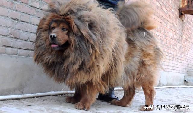 纯种藏獒能打赢最小的苏门答腊虎吗？藏獒与老虎的差距有多大？|藏獒|苏门答腊虎|纯种_新浪新闻