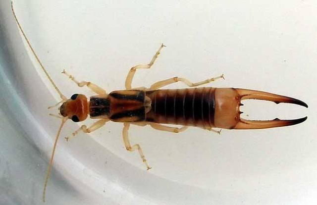 原来，这种昆虫叫“蠼螋”|蠼螋|若虫|昆虫_新浪新闻