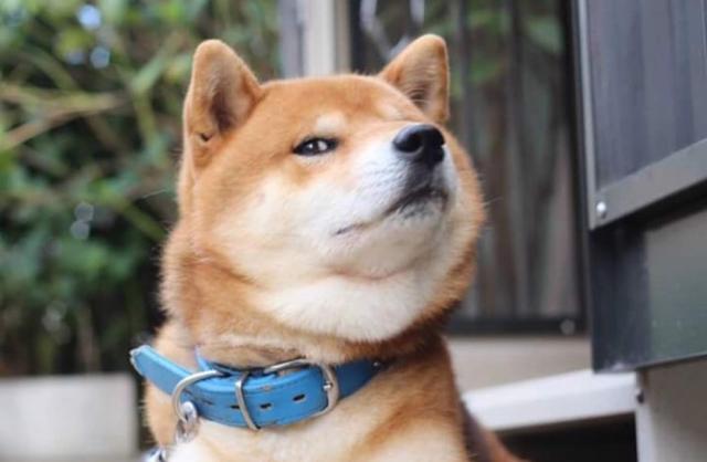 柴犬被宠坏的几大表现，如果你家狗子都有，可能就是“白眼狼|柴犬|主人|狗子_新浪新闻