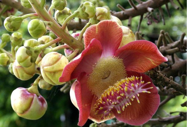 世界上最不能招惹的树，一碰就会爆炸，让人心惊胆战|爆炸|果实|植物_新浪新闻