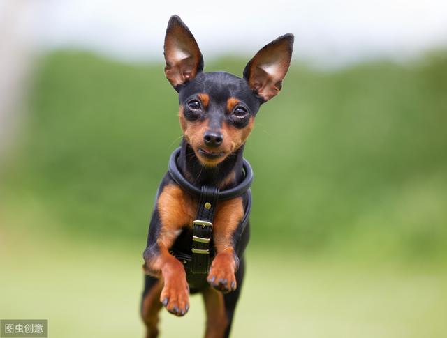 不掉毛、无异味、体型小的6种狗，最适合养在城市里|雪纳瑞|种狗|体型_新浪新闻