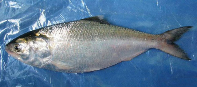 市售“鲥鱼”不是真的，曾经的长江三鲜之首，无法挽回命运|东南亚|鲥鱼|鲥_新浪新闻