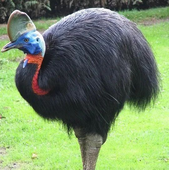 投喂它的人，充分体验了恐龙的战斗力|野生动物|鹤|喂鸟器_新浪新闻