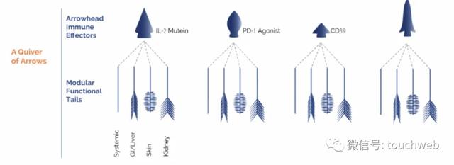 美国生物技术公司Pandion冲刺美股：刚融资8000万美元__财经头条