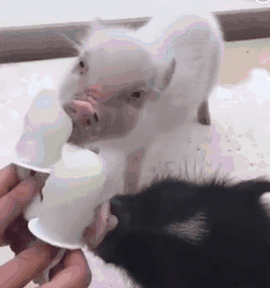 “猪”是 pig，“小猪”难道不是 small pig？你错得太离谱啦！|皮杰|词头|猪崽|小熊维尼|小写_新浪新闻
