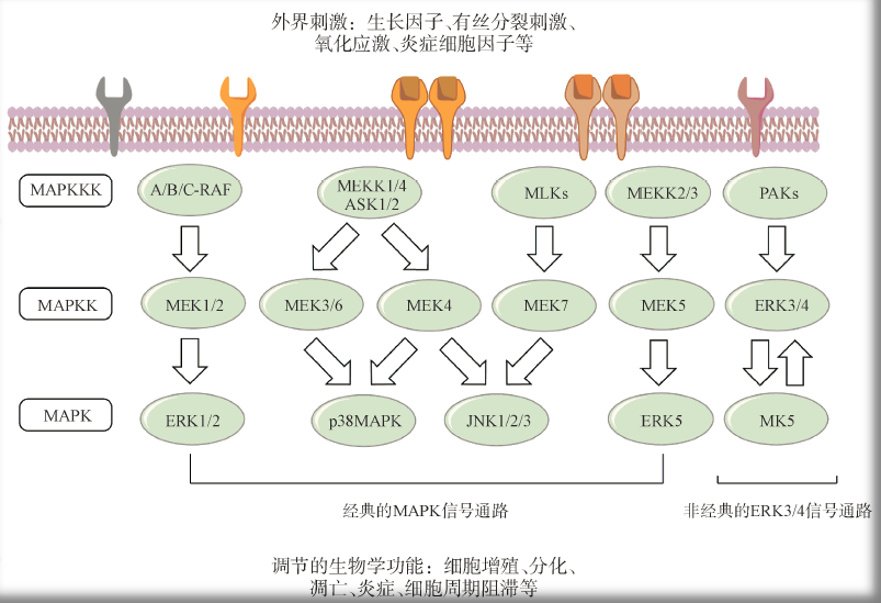 RAS-RAF-MEK-ERK：经典肿瘤信号通路的全线药物|通路|抑制剂|药物_新浪新闻