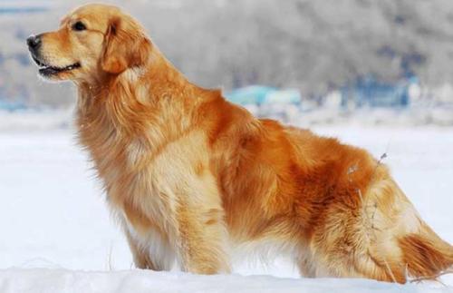 选狗手册：大小型犬、公母犬、 纯种串串、长毛短毛，选哪种好？