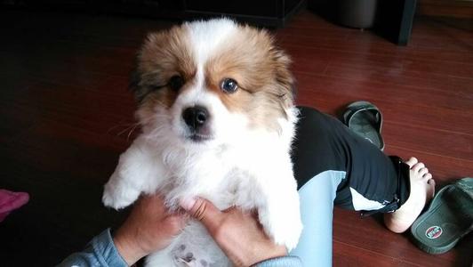 选狗手册：大小型犬、公母犬、 纯种串串、长毛短毛，选哪种好？