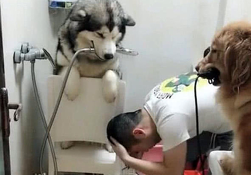 男子要用花洒洗头，竟找来了二哈帮忙：看着真是眼红啊|金毛|花洒|宠物_新浪新闻