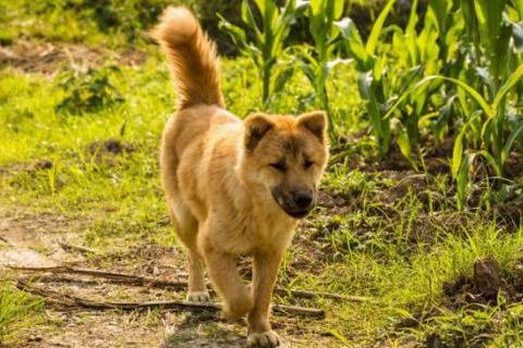 童年记忆中的大黄狗，它真的越来越少了|大黄狗|犬种|田园_新浪新闻