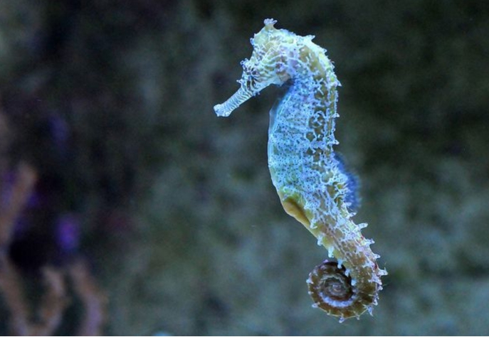 未来男性也能怀孕？通过研究海马，科学家找到让男人怀孕的方法