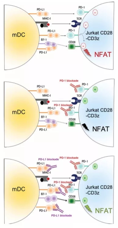 PD-L1抑制剂全新抗肿瘤机制和SCLC免疫治疗—抗癌管家|抗癌|抑制剂|肿瘤_新浪新闻