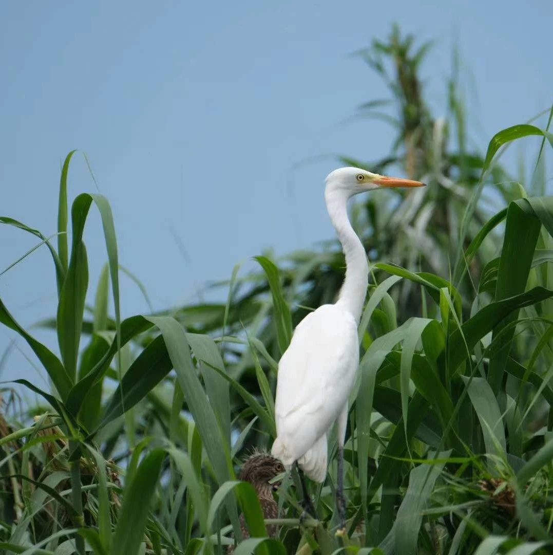 【优秀作文选登】美丽多姿的芦苇荡|芦苇荡|鸟儿|芦苇_新浪新闻