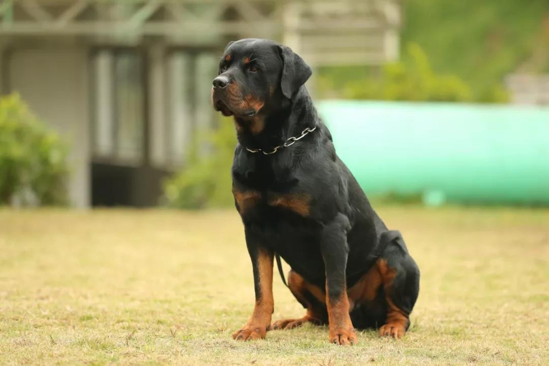 罗威纳犬，值得带回家饲养的六大理由|罗威纳|主人|狗狗_新浪新闻