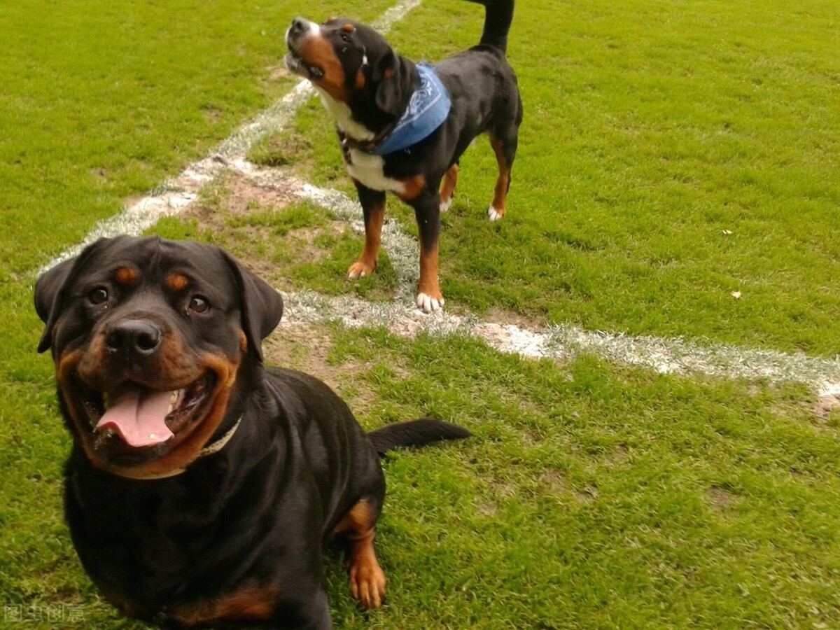 罗威纳犬，值得带回家饲养的六大理由|罗威纳|主人|狗狗_新浪新闻