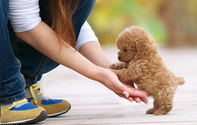 泰迪有很多种颜色，最受欢迎的泰迪颜色，你知道是哪一种？