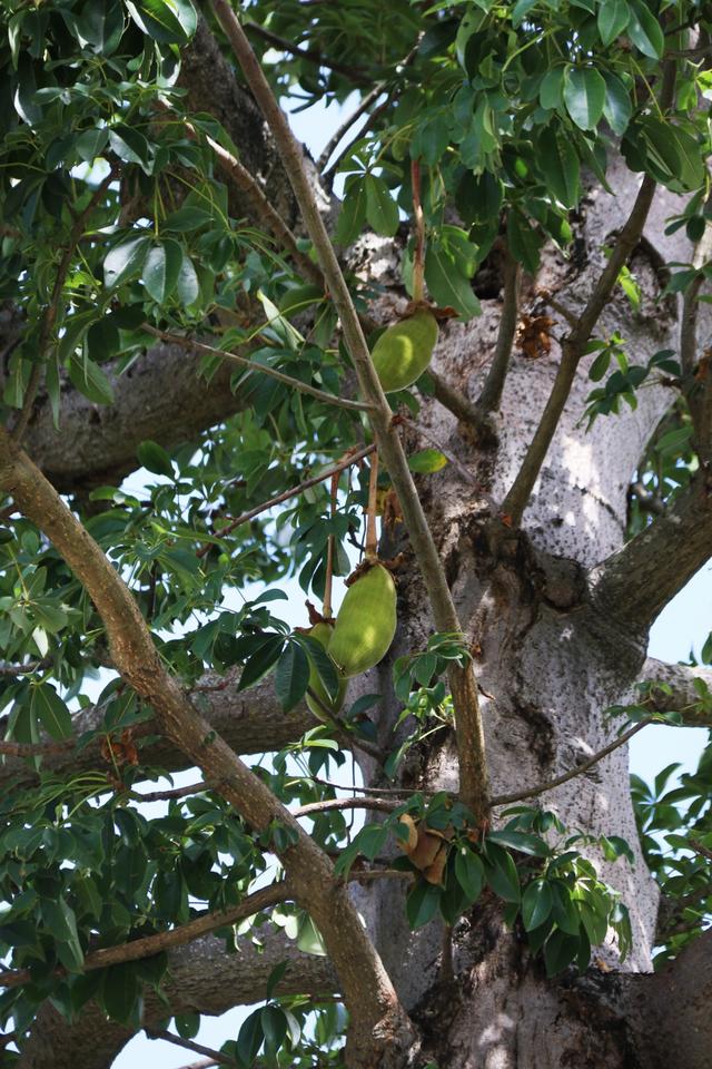 大名鼎鼎的猴面包树，原来就是你呀|非洲大陆|猴面包树|花蕾_新浪新闻