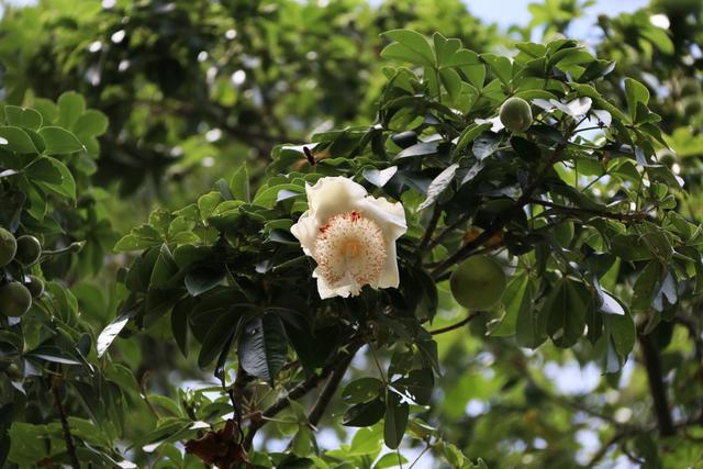 大名鼎鼎的猴面包树，原来就是你呀|非洲大陆|猴面包树|花蕾_新浪新闻
