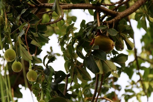 大名鼎鼎的猴面包树，原来就是你呀|非洲大陆|猴面包树|花蕾_新浪新闻