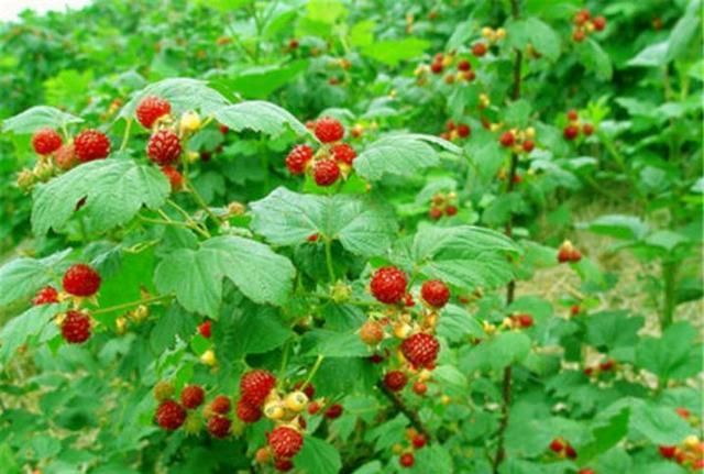 树莓是一种怎样的植物|树莓|果实|植物_新浪新闻