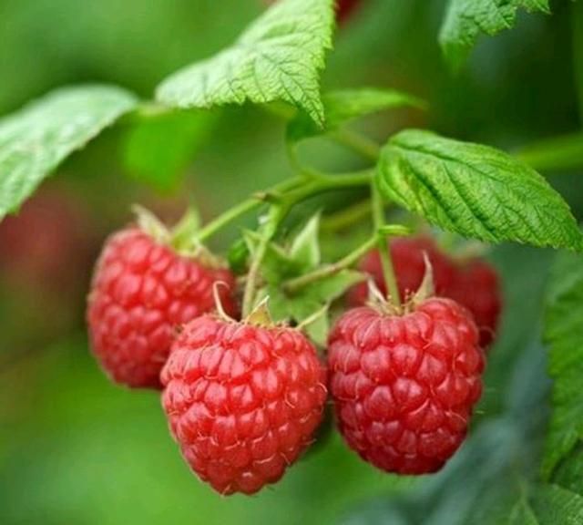 树莓是一种怎样的植物|树莓|果实|植物_新浪新闻