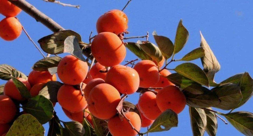 七月桃，八月梨 九月的柿子挂满集 有一种秋景 是两当的柿子红了