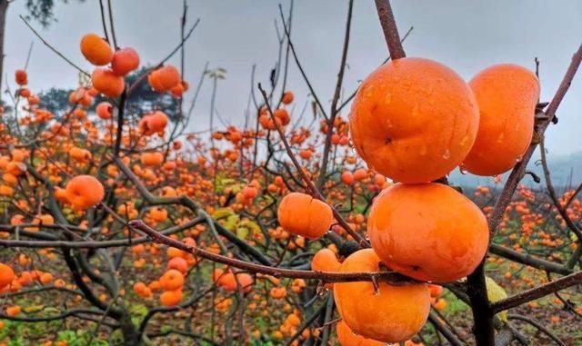 从化秋天就藏在这个村,300亩柿子红遍天,游客称“柿”外桃源