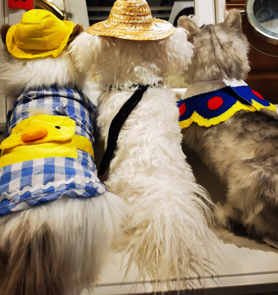 我买了一只仿真猫咪玩偶，代替真猫陪伴我！