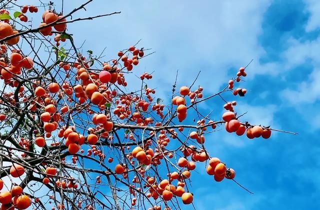 从化秋天就藏在这个村,300亩柿子红遍天,游客称“柿”外桃源