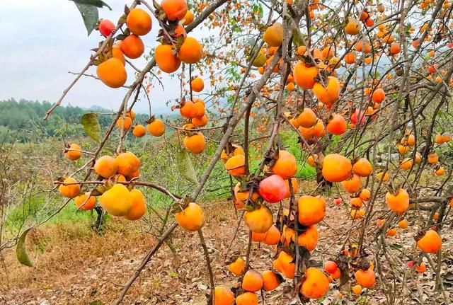 从化秋天就藏在这个村,300亩柿子红遍天,游客称“柿”外桃源