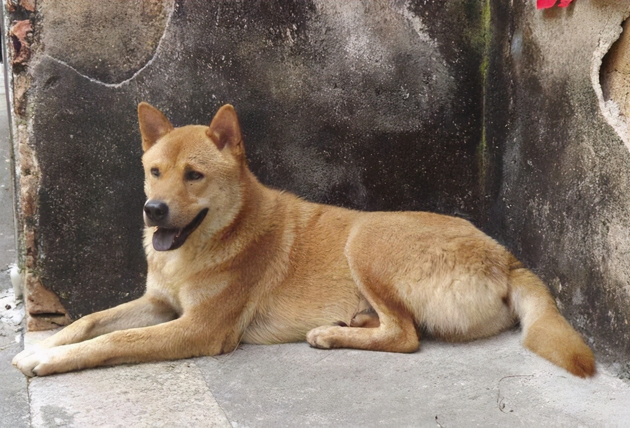 狗狗身上有这5个特征，说明很旺家|狗狗|黄狗|卷尾_新浪新闻