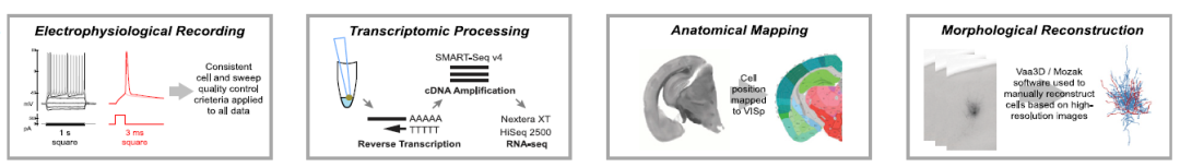 Cell发布艾伦脑科学研究所重磅成果：对小鼠视觉皮层GABA能神经元的重新分类|Cell|神经元|电生理_新浪新闻