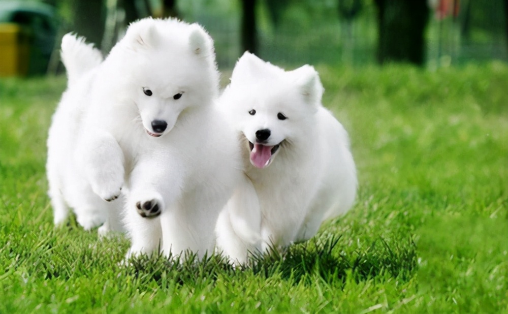 6招教你鉴别，你家的萨摩耶是纯种还是串串