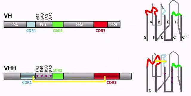 纳米抗体的发现及结构特点|纳米|抗体|抗原_新浪新闻