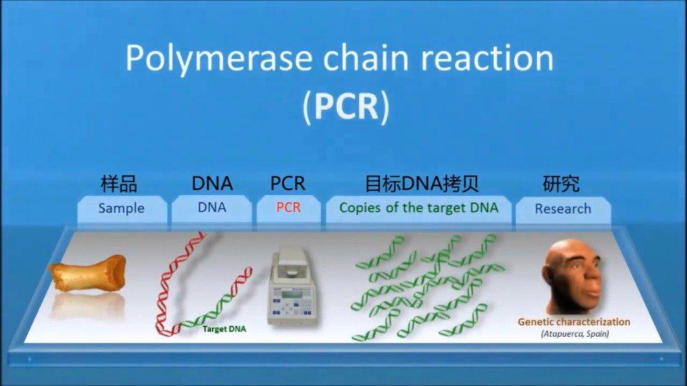 医学动画：PCR原理_新浪新闻