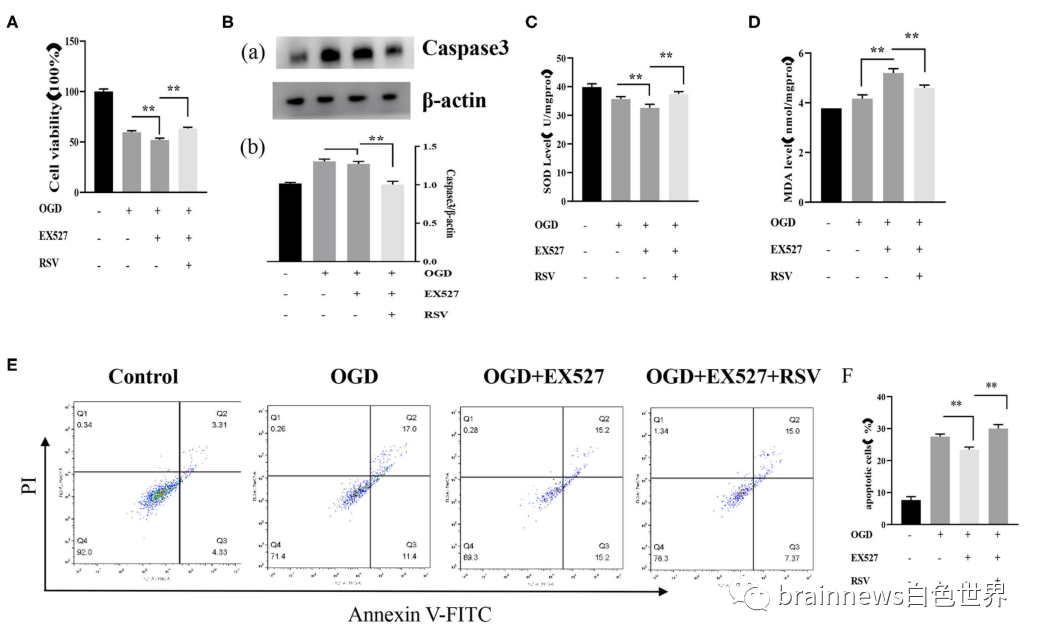 Front. Pediatr：SIRT1调节缺氧缺糖海马神经元的氧化应激