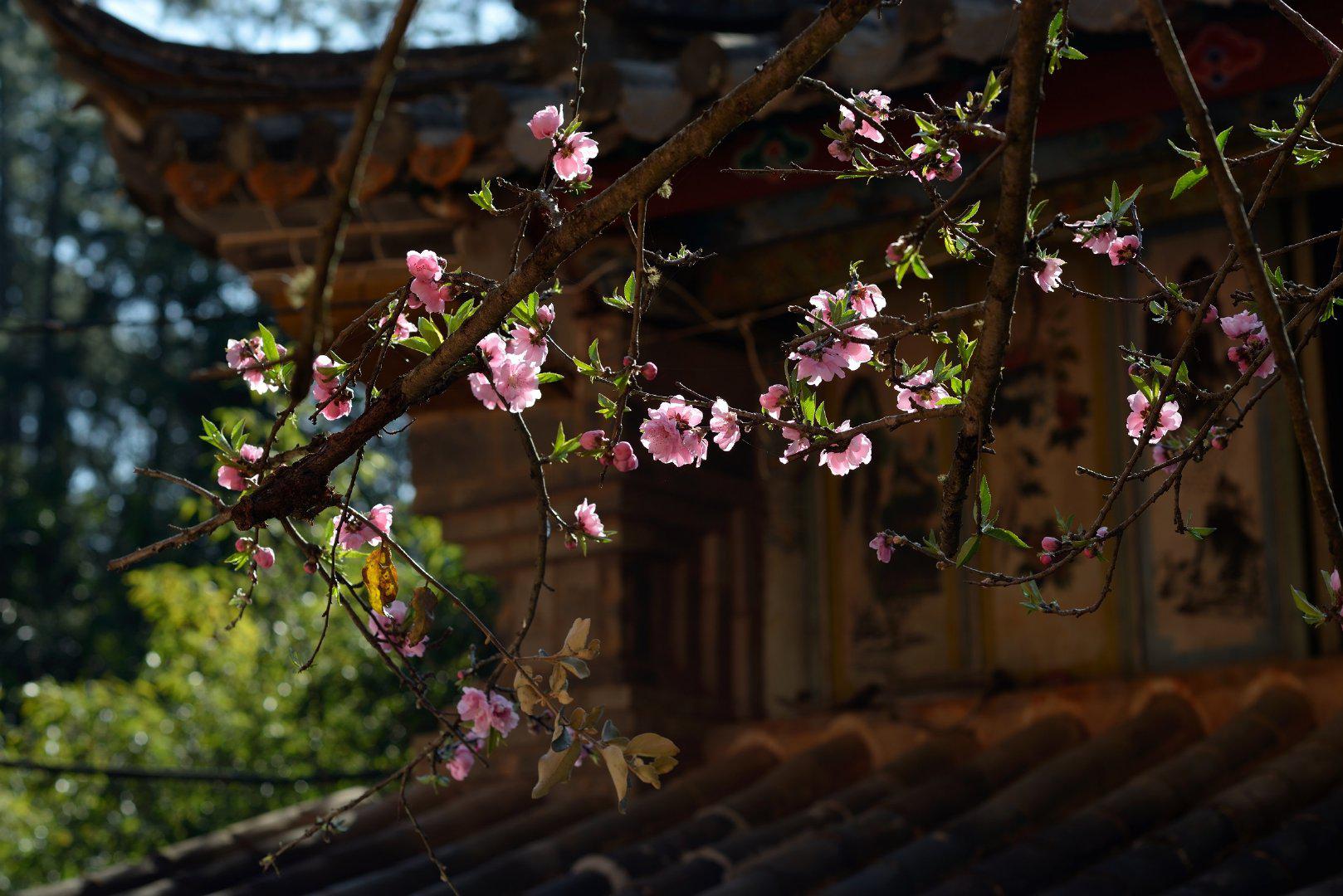玉溪通海县：秀山春韵