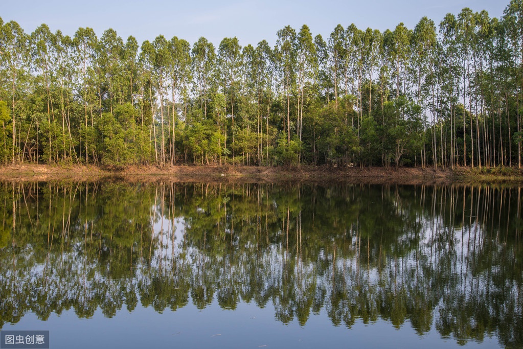 网红植物尤加利，真的有那么神奇吗？带你揭开它的神秘面纱