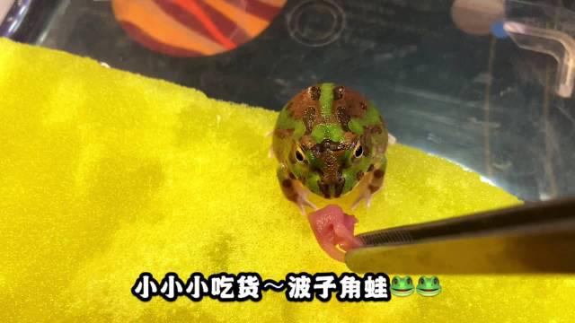 波子角蛙Chacophrys pierottii_新浪新闻