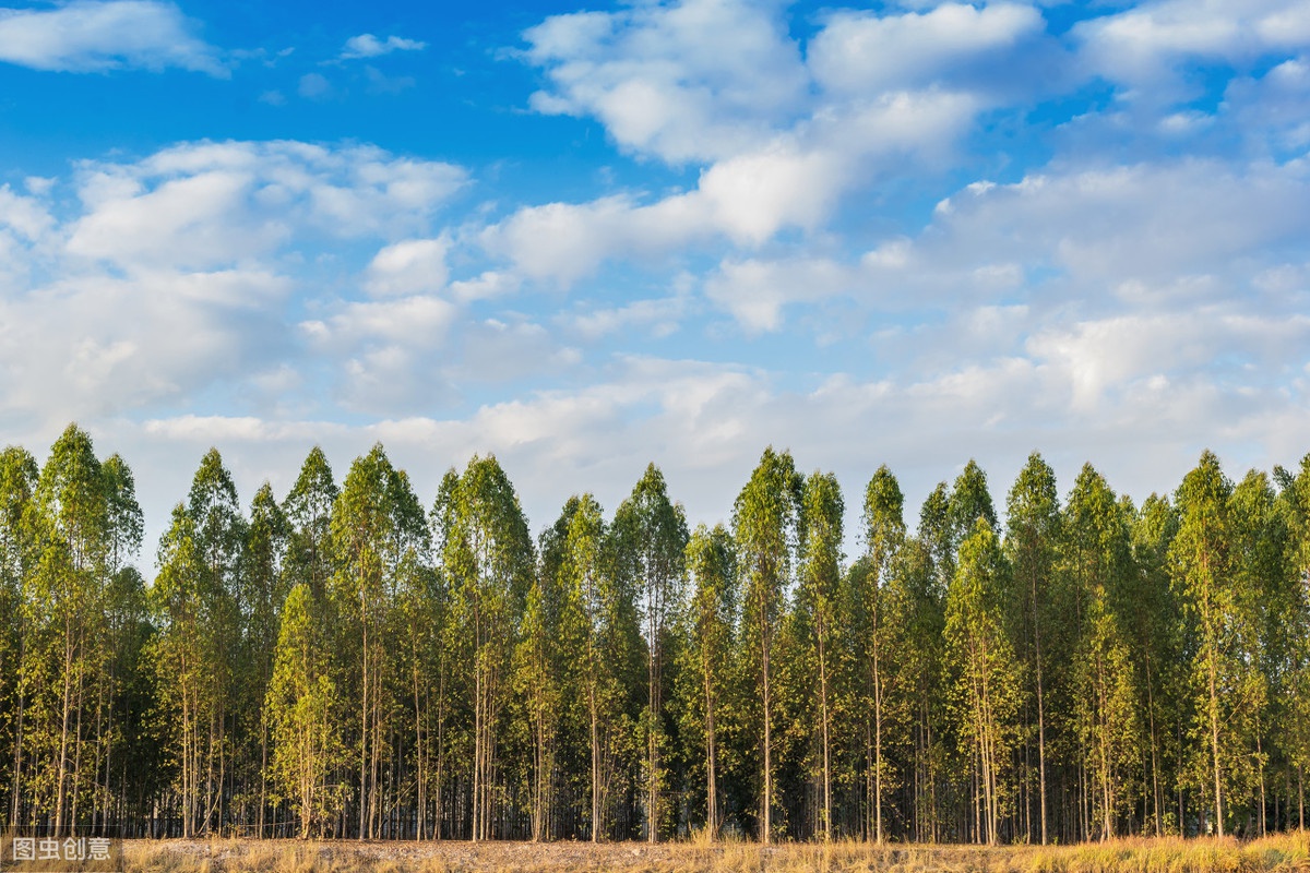 网红植物尤加利，真的有那么神奇吗？带你揭开它的神秘面纱