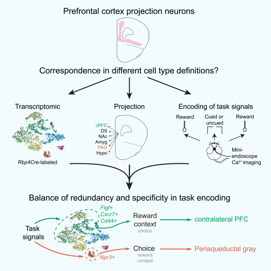 12.21脑科学日报| Nat Neurosci：星形胶质细胞或能改善决策制定|胶质|神经元|细胞_新浪新闻
