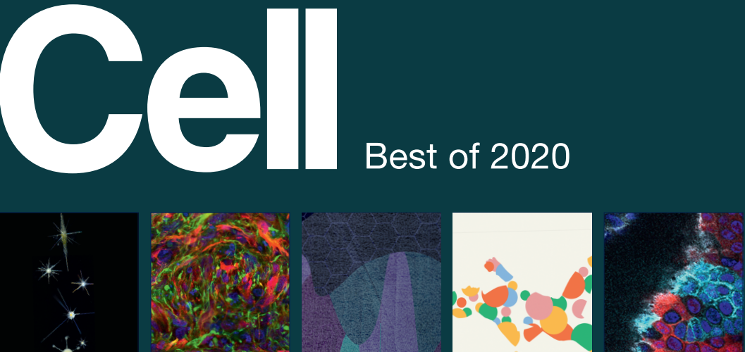 CNS三大刊2020年年度最佳论文全部出炉！脑科学一共4篇，我国学者入选1篇！|论文_新浪新闻