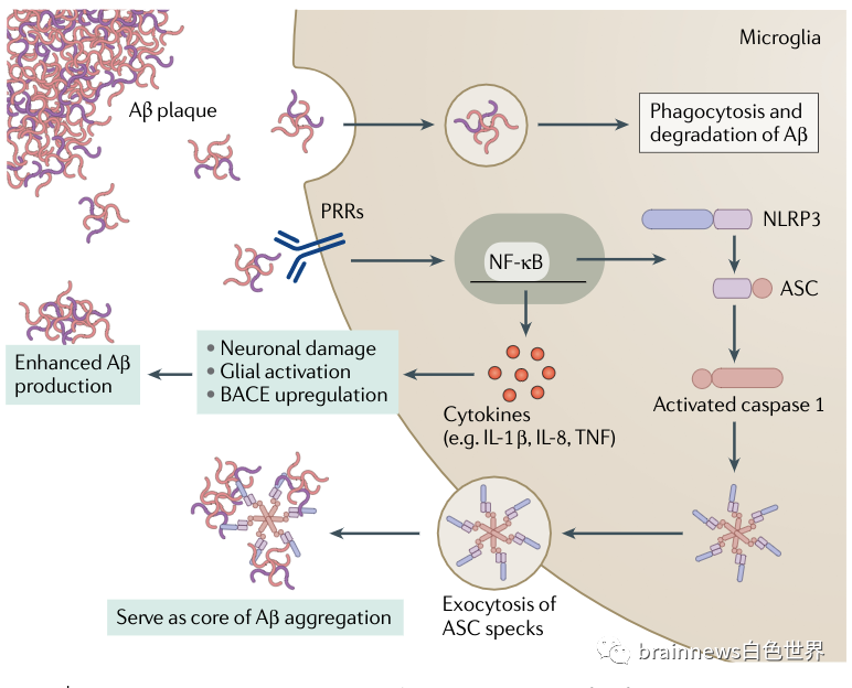 Nat Rev Neurol重磅综述： AD中的炎症和小胶质细胞激活互作相关|胶质|细胞|炎症_新浪新闻