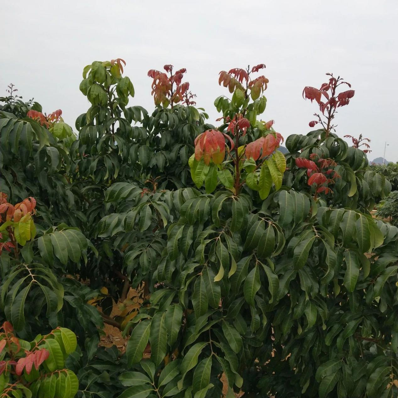 12316农技丨龙眼冬梢成花的调控措施