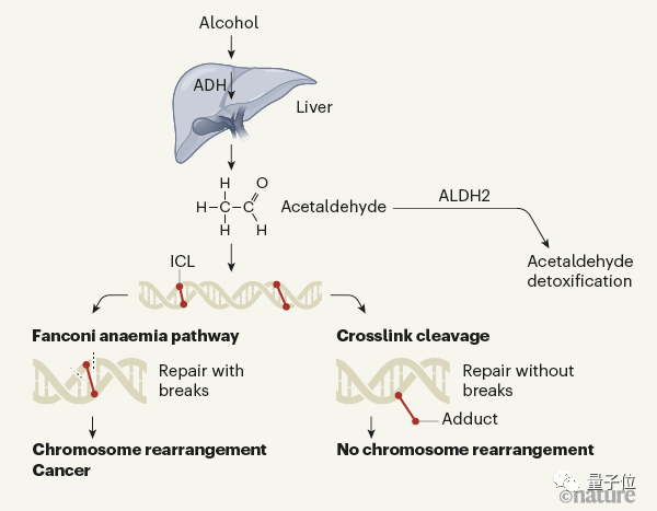Nature新研究：酒精导致的DNA损伤能被安全修复，为降低酒精性癌症发病率开辟机会__财经头条