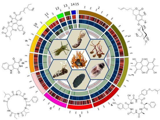 中国农科院：虫生真菌有合成新药分子巨大潜力