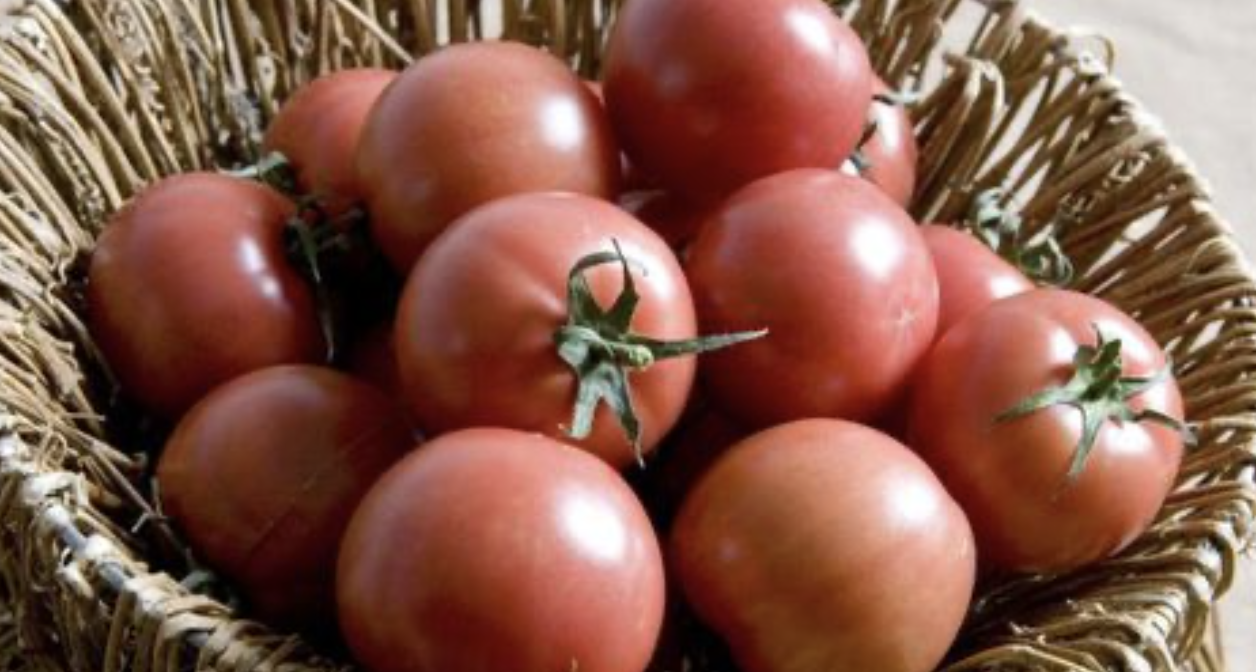 「Tomato Jos」获 390 万欧元 A 轮融资，解决尼日利亚番茄浪费问题__财经头条